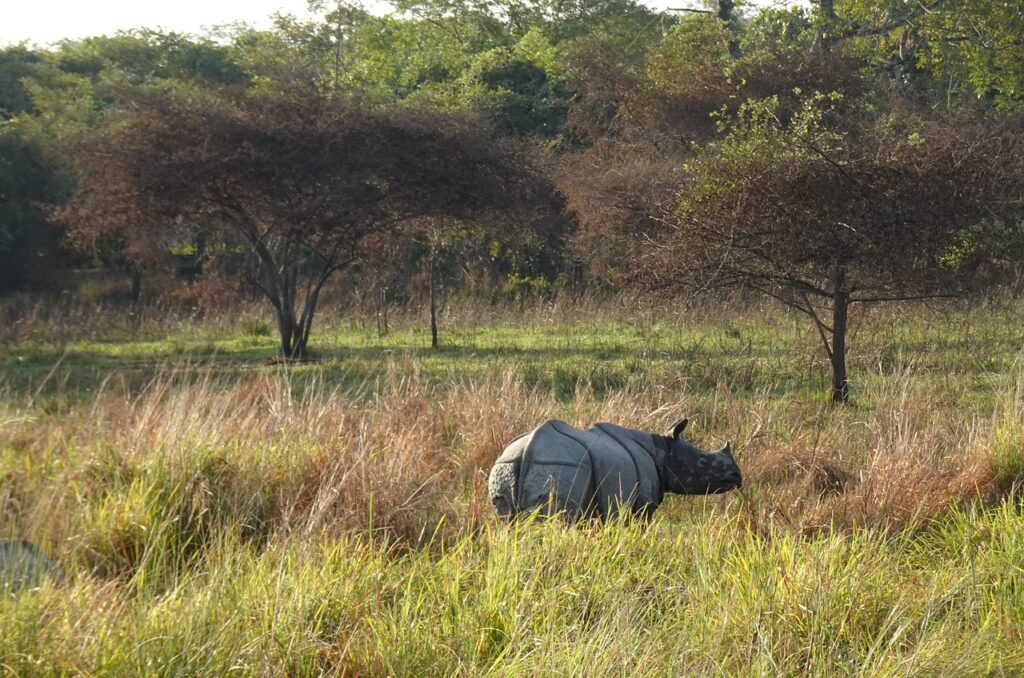 Manas National Park: Discovering Sustainable Tourism Practices ...