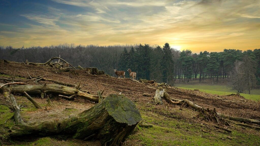 Deforestation and Habitat Loss: The Devastating Impacts on Ecosystems ...