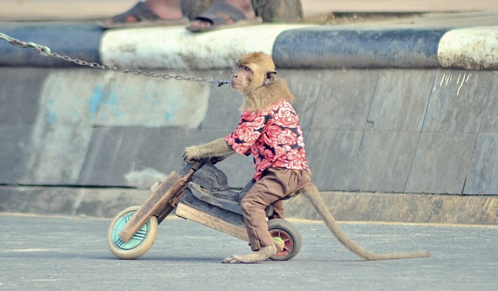 Understanding Animal Abuse: Causes, Impacts, and Prevention - GreenTourism